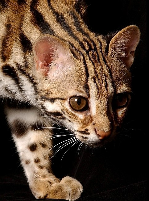 F1 Bengal Kitten Breeder Savanna Kitten Breeder Scotland