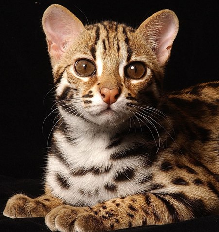 F1 Bengal Kitten Breeder Savanna Kitten Breeder Scotland